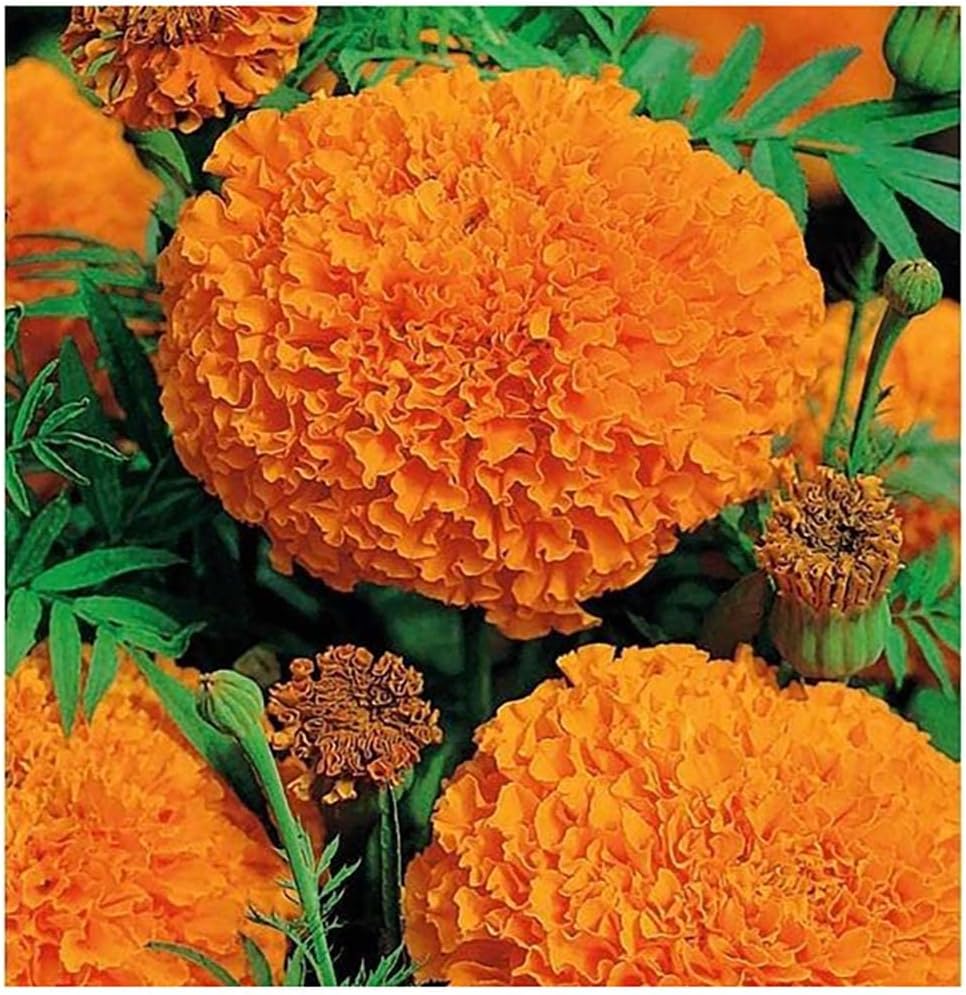 Amazon.com : 2000 African Marigold 'Crackerjack Mix' Seeds, by Seeds2Go ...