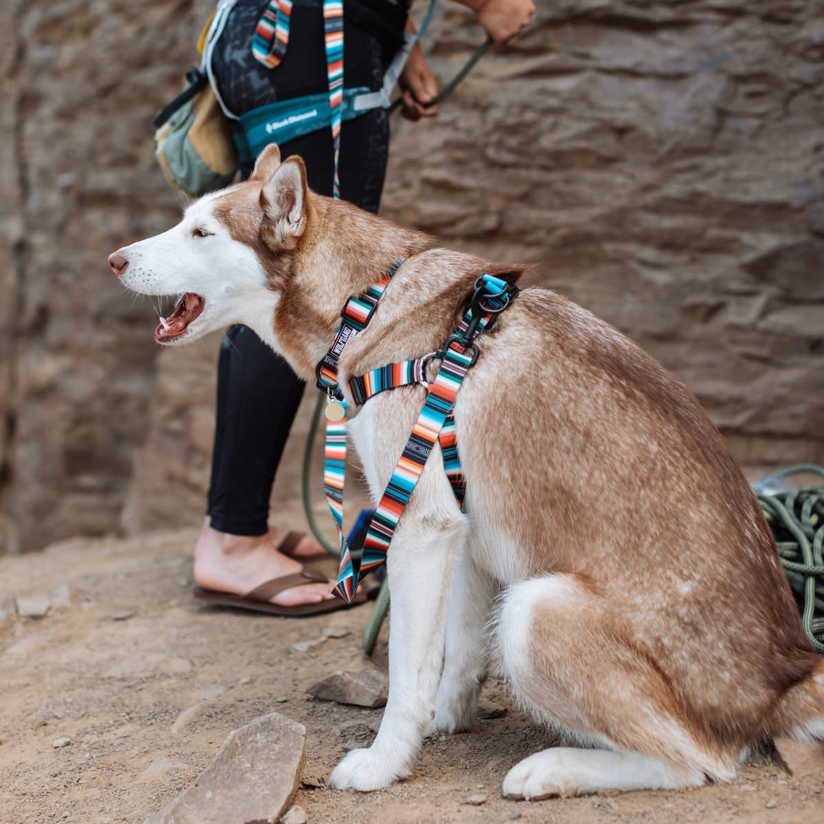 Wolfgang Dog Collar Wolfgang Heavy Duty Dog Collar - Adjustable Wide ...