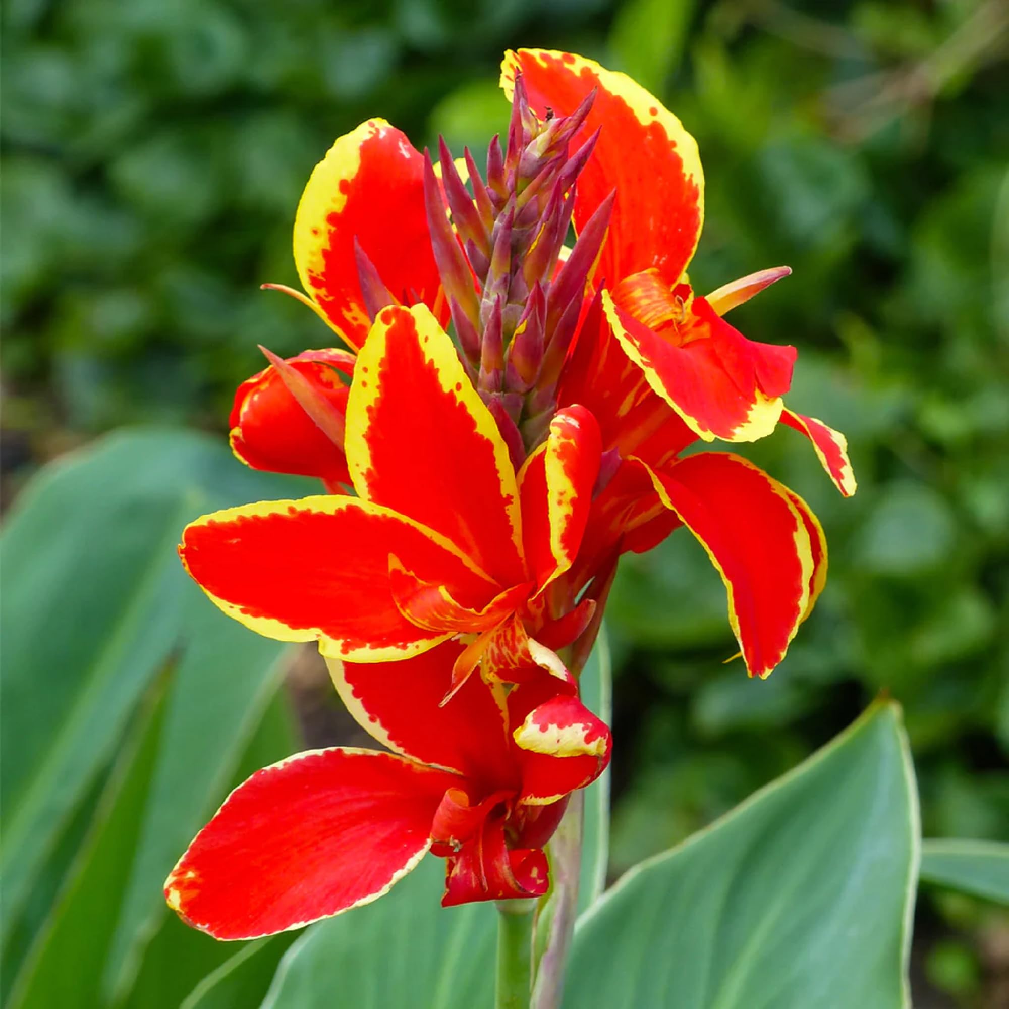 Amazon.com : CHUXAY GARDEN Lucifer Canna Lily Seed 20 Seeds Perennial ...
