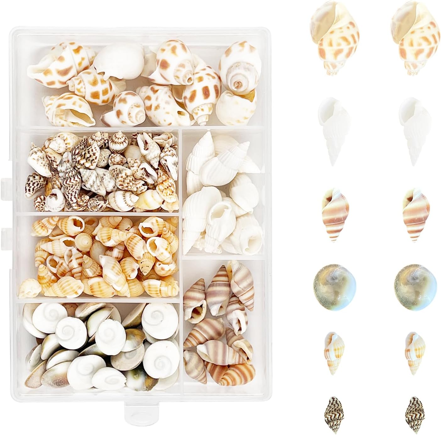 Winzige Muscheln, gemischte Muscheln, Ozean, kleine Strandspirale ...
