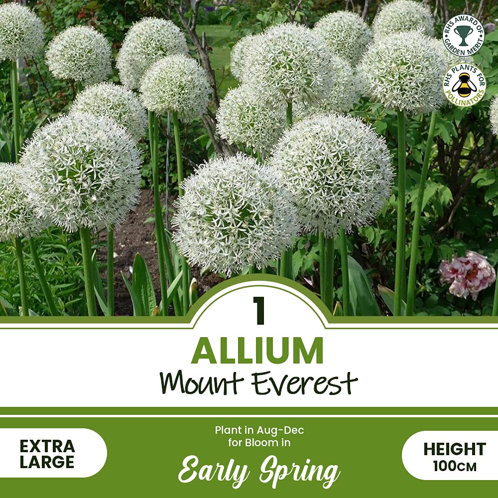 Buy schone 1 x Allium Everest – Perennial - RHS Award of Garden Merit ...