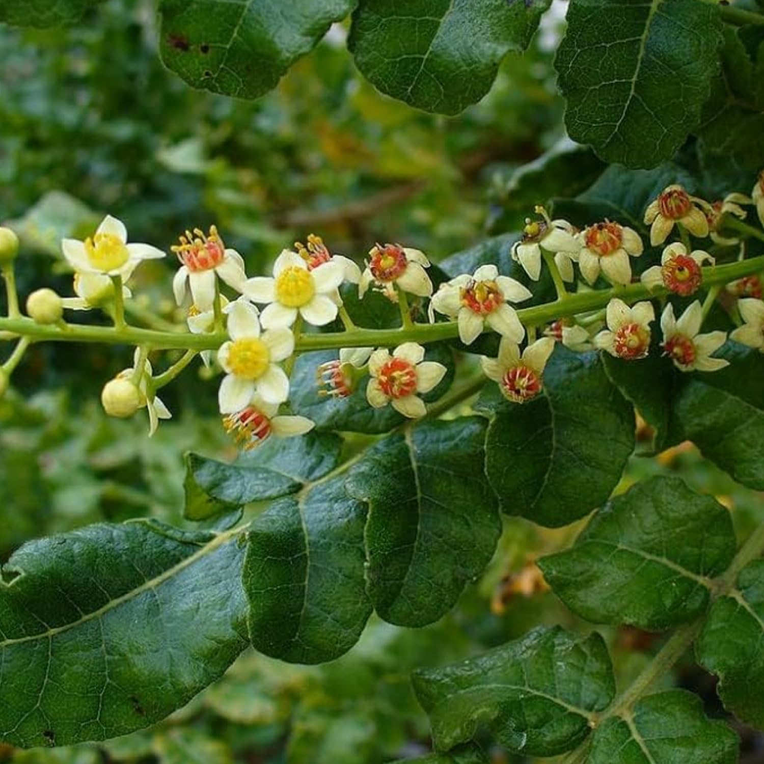 Hug A Plant | Birth Star : Mula|Moolam|Vichrita (Plant: Kunthirikkam ...