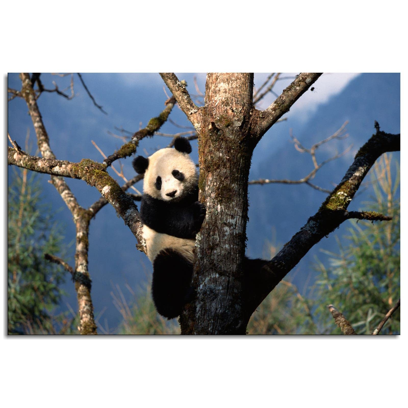 Oso Panda De Pie Una Ilustración De Dibujos Animados De Un Feo Oso