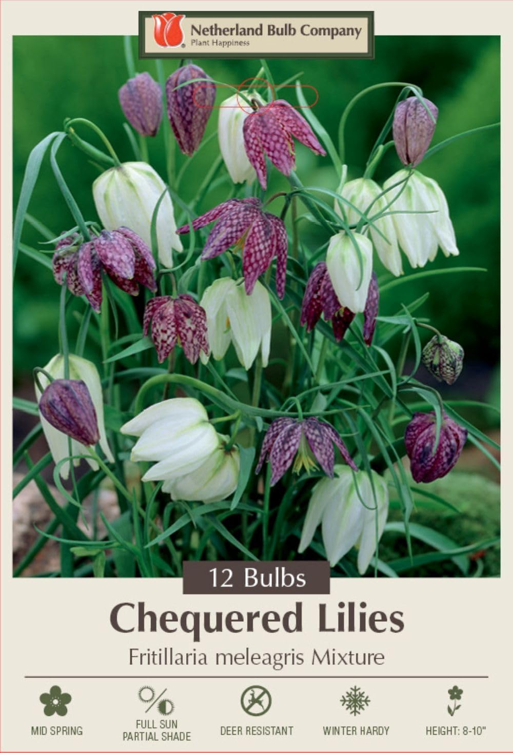 Amazon.com : Checkered Lily Mix 12 Bulbs - Fritillaria Meleagris ...