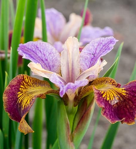 CHUXAY GARDEN Iris mixto sibirica-iris siberiano, bandera siberiana, 20 ...