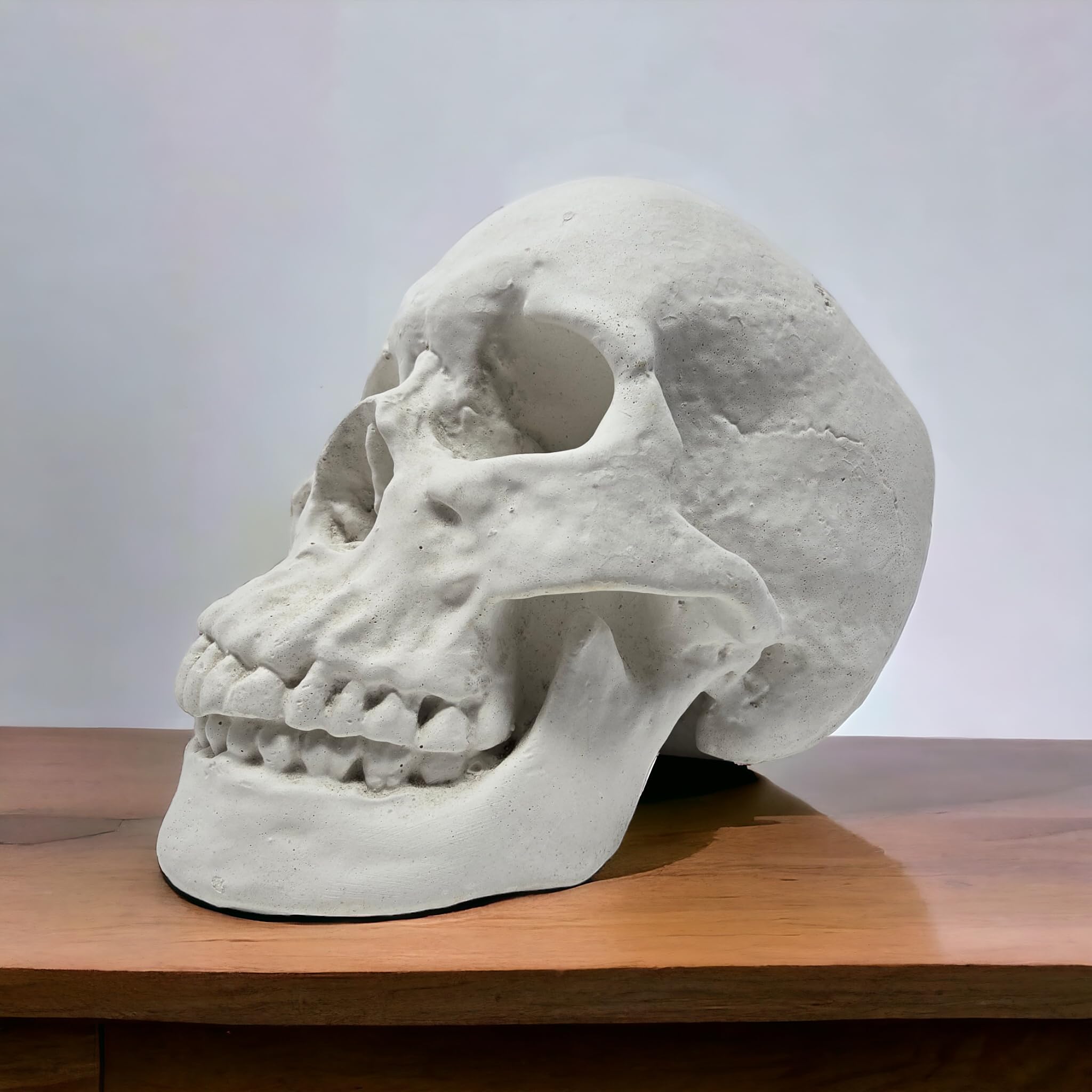 Amazon.com: Festcool Plaster Cast Skull, Human Skull, for Life Drawing ...