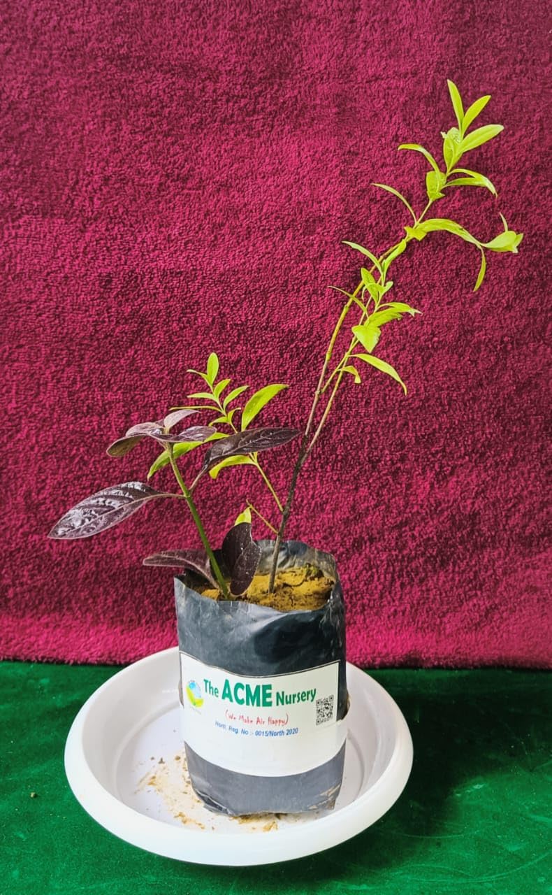 WHITE CHANDAN LIVE PLANT WITH HOST PLANT Indian sandalwood The ACME ...