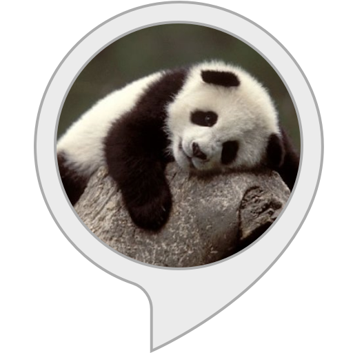 Amazon.com: Panda wizard : Alexa Skills