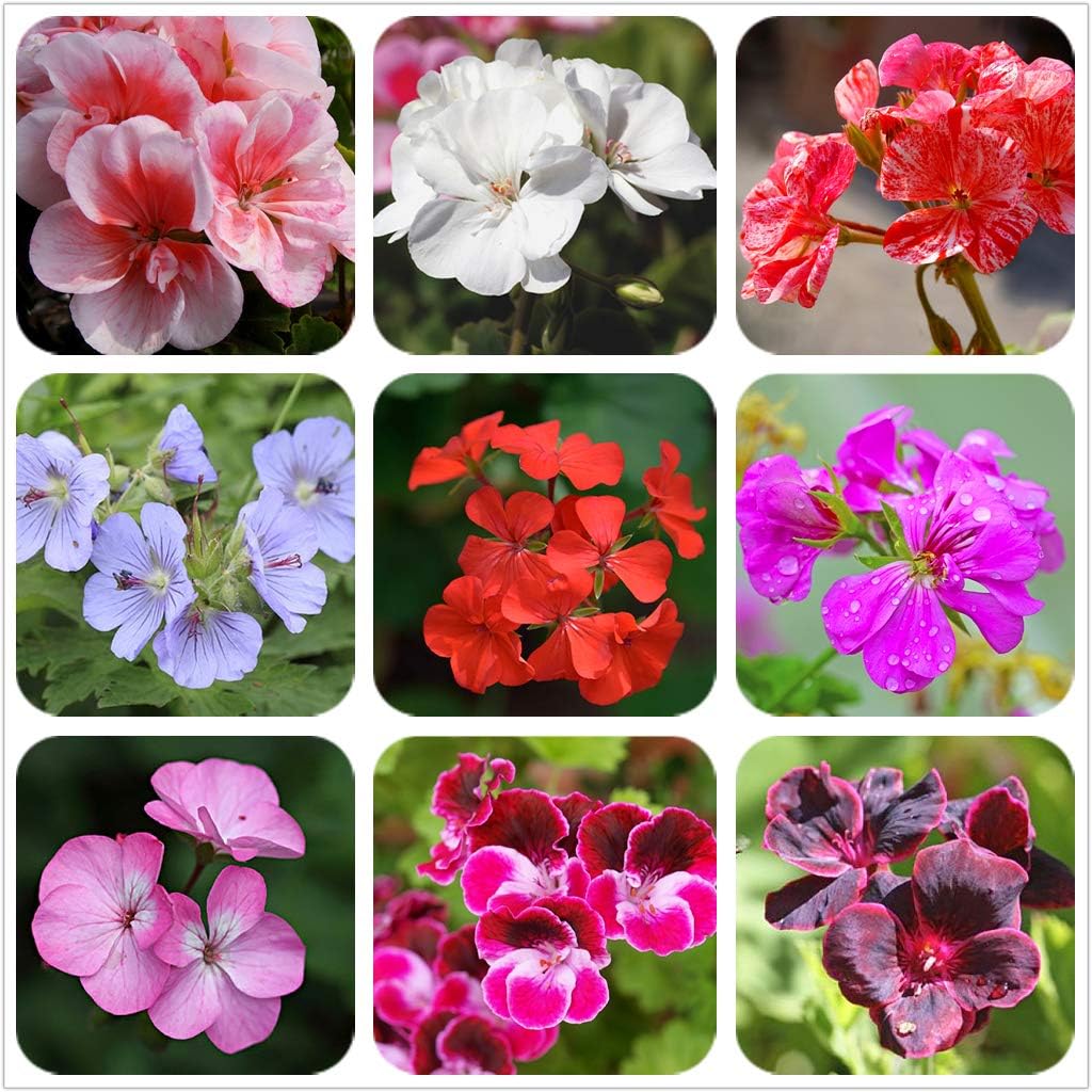 50 Pcs Mixed Geranium Seeds Perennial Plant Flower Sundry Geranium for ...