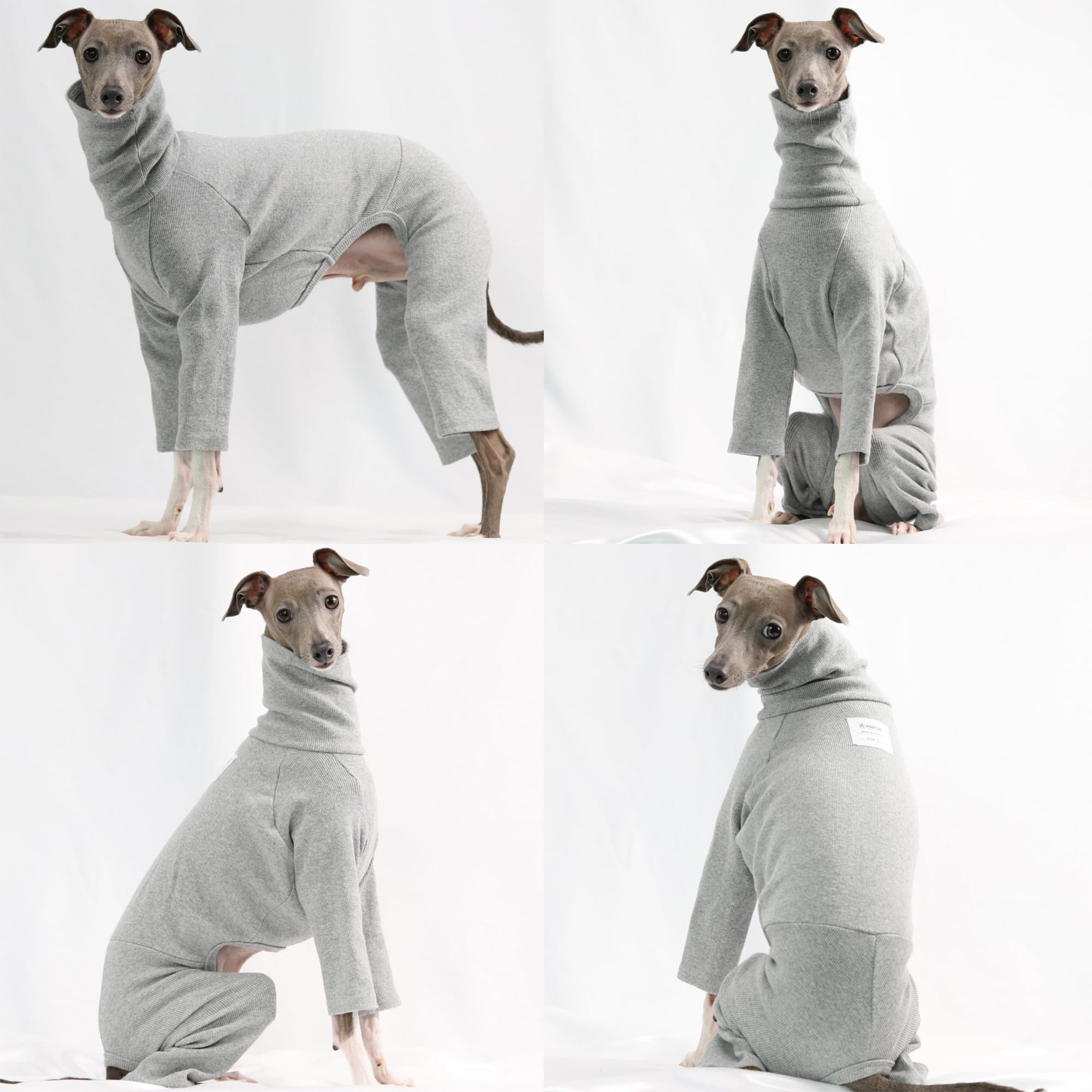 Grey Italian Greyhound