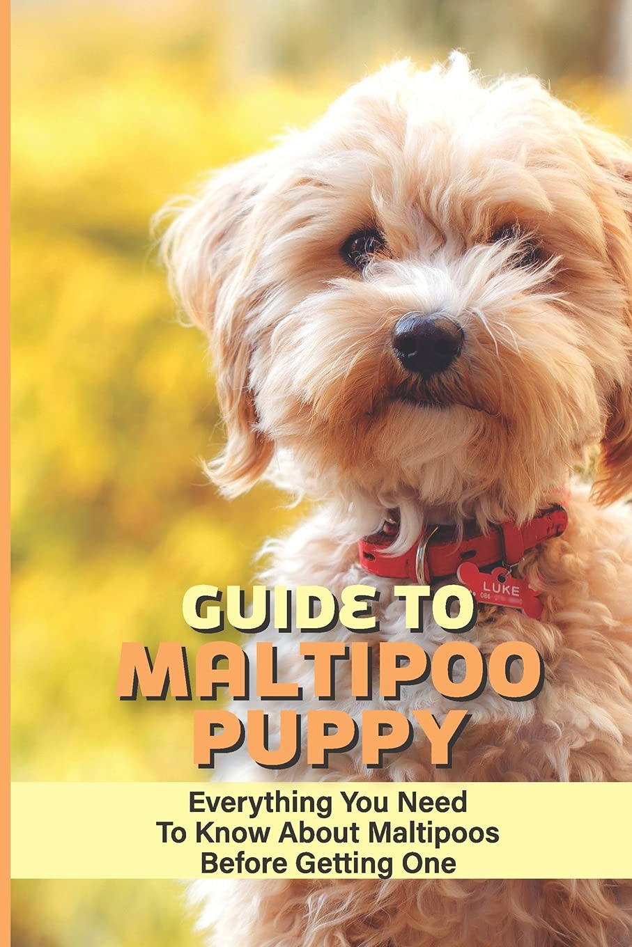 Buy Guide To Maltipoo Puppy: Everything You Need To Know About ...