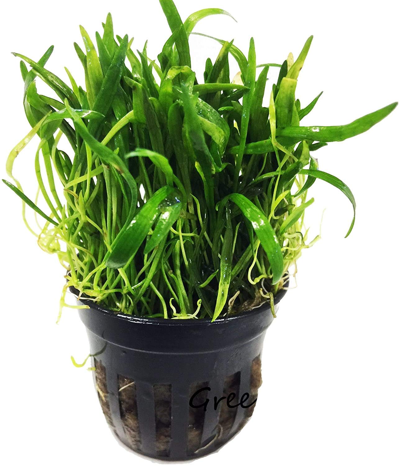 Lilaeopsis Chinensis Aquarium