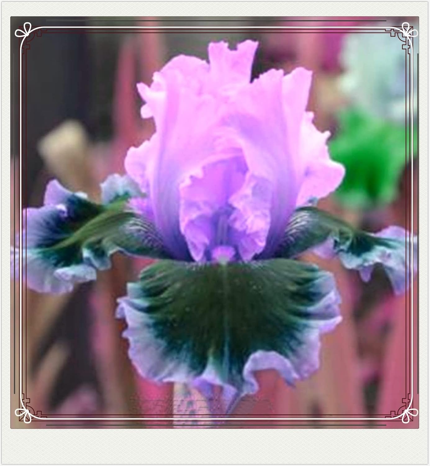 Amazon.com : Iris Indoors or Outdoor Planting-6bulbs-c : Patio, Lawn ...