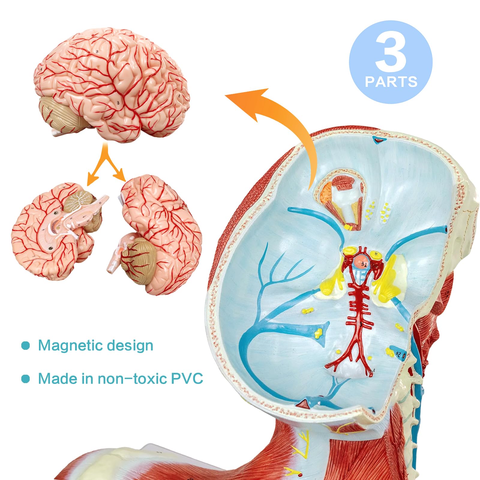 Snapklik.com : EVOTECH SCIENTIFIC Numbered Human Cranial Head Neck And ...