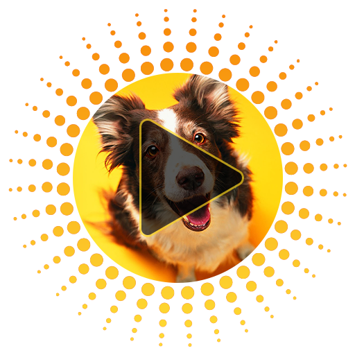 Dog Sounds and Ringtones - App on Amazon Appstore