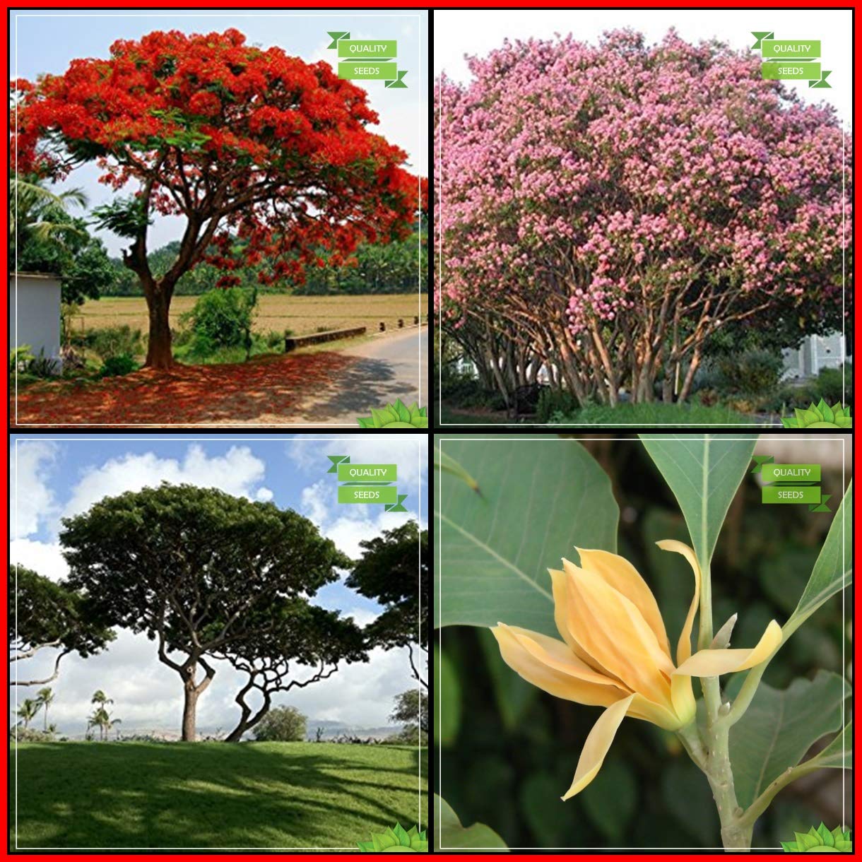 Creative Farmer Best Seeds Combo Tree Seeds Delonix Regia Queen ...