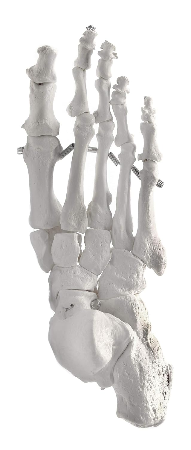 Foot Bone Model, Articulated - Right - Anatomically Accurate Human Bone ...