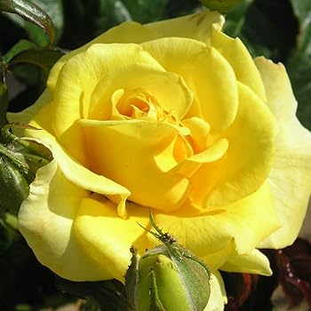 Golden Wedding Rose - 50th Anniversary Rose Bush - Gift Wrapped Golden ...