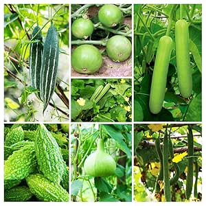 Rainy season vegetable seeds (100 Seeds) : Amazon.in: Garden & Outdoors