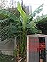 Bananenbaum Musa Basjoo - 4 bäume : Amazon.de: Garten
