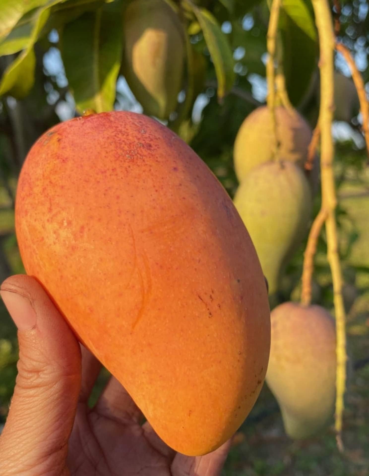 Native Earth Mallika Mango Grafted Plant - All Season Hybrid Live Fruit ...