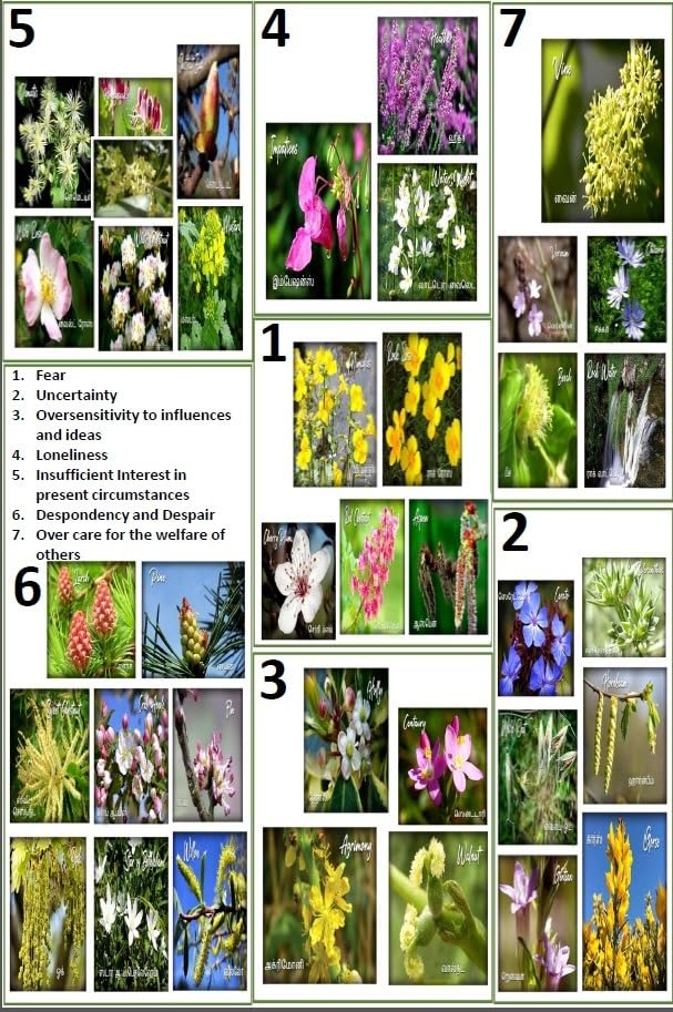 Dr.Edward Bach's Flowers of the Mind - Picture Healing Method: Picture ...
