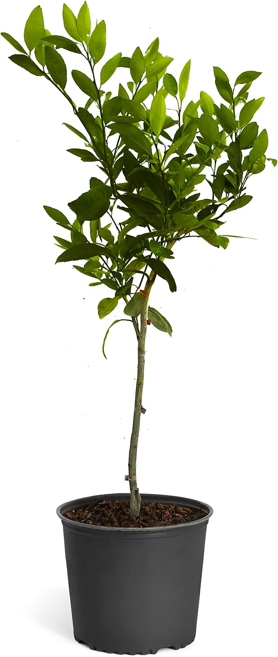 Amazon.com : Navel Orange Tree for Planting, Red Navel Orange Fruit ...