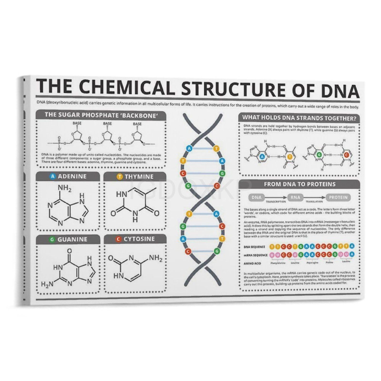 Dna Vs Rna Chart