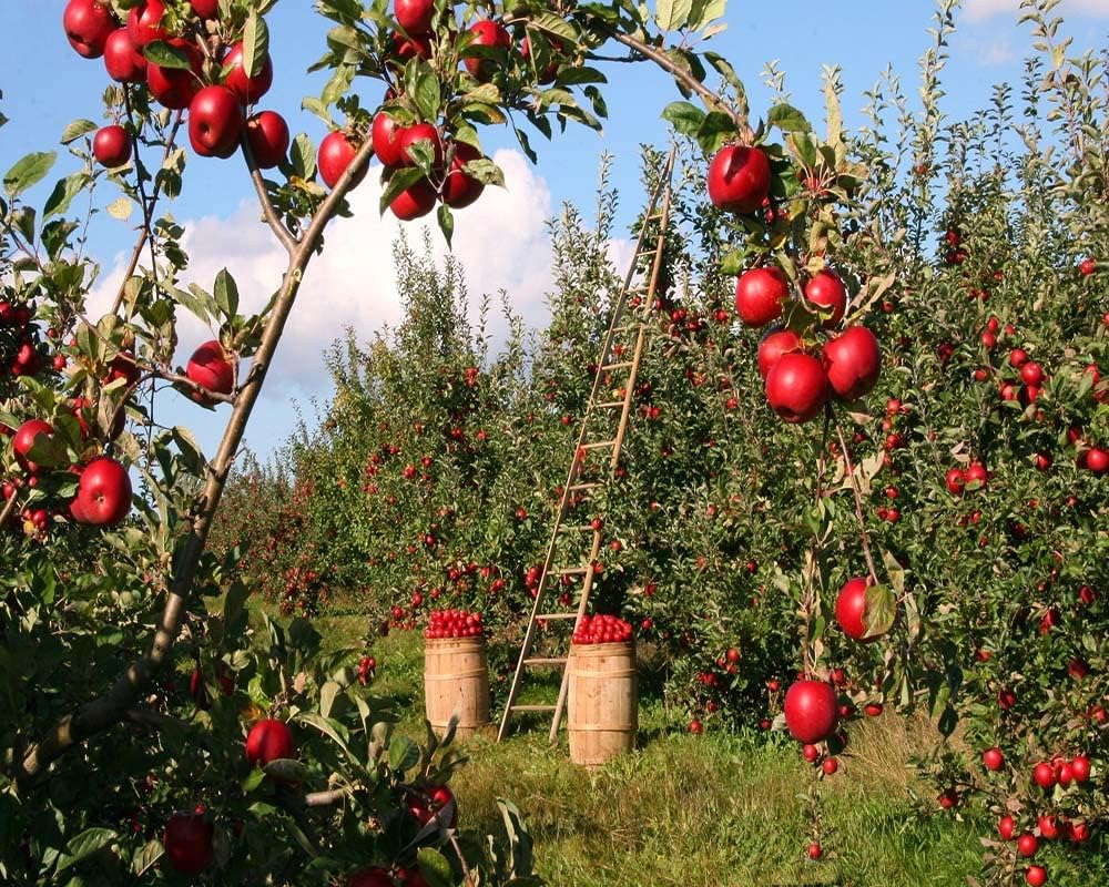 Amazon.com : Fmarui Apple Orchard Backdrop Autumn Farmland Harvest ...