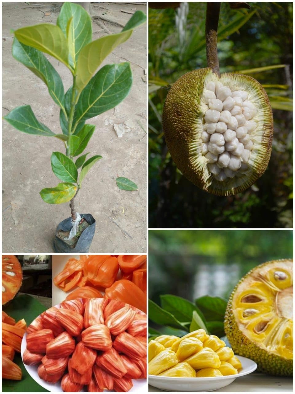 Jackfruit Plant Grafted, : Amazon.in: Garden & Outdoors