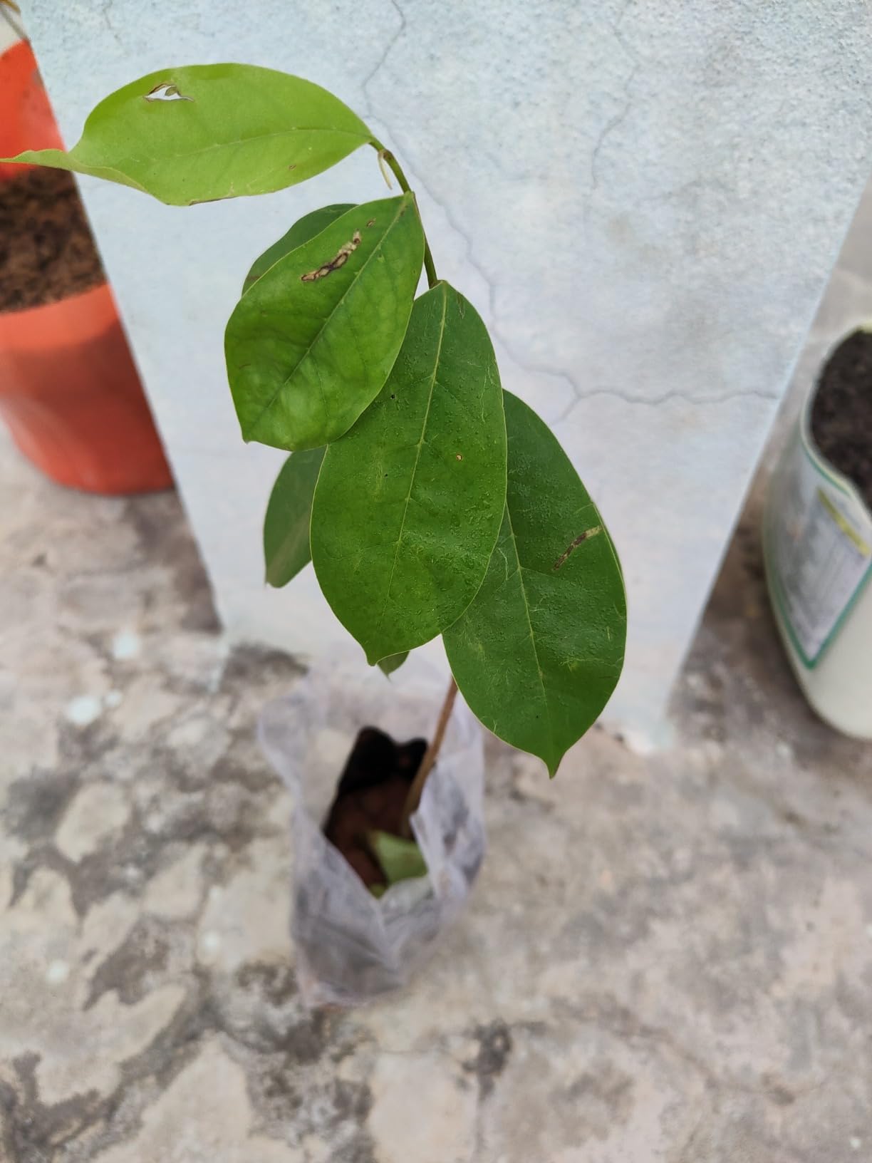 Soursop Live Plant, Mullatha Fruit Plant/Annona Muricata/Soursop ...