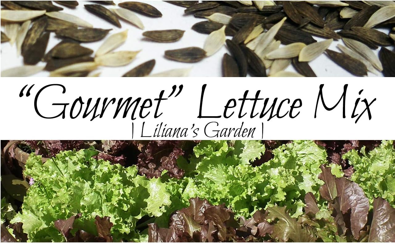 Amazon.com : “Gourmet Lettuce Mix” Seeds – 8+ Varieties Fast-Growing ...