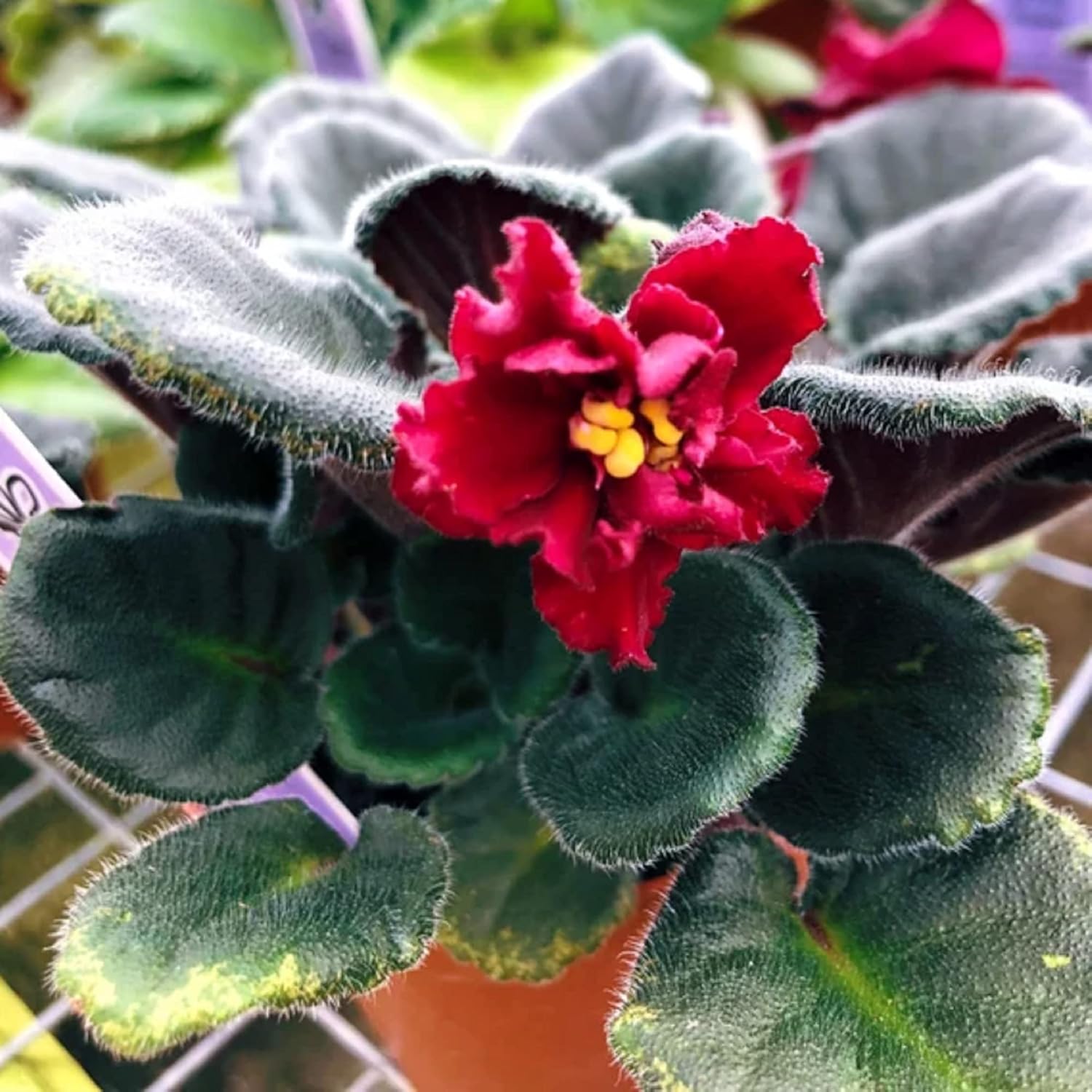 Amazon.com : CHUXAY GARDEN Red African Violets-Saintpaulias 100 Seeds ...