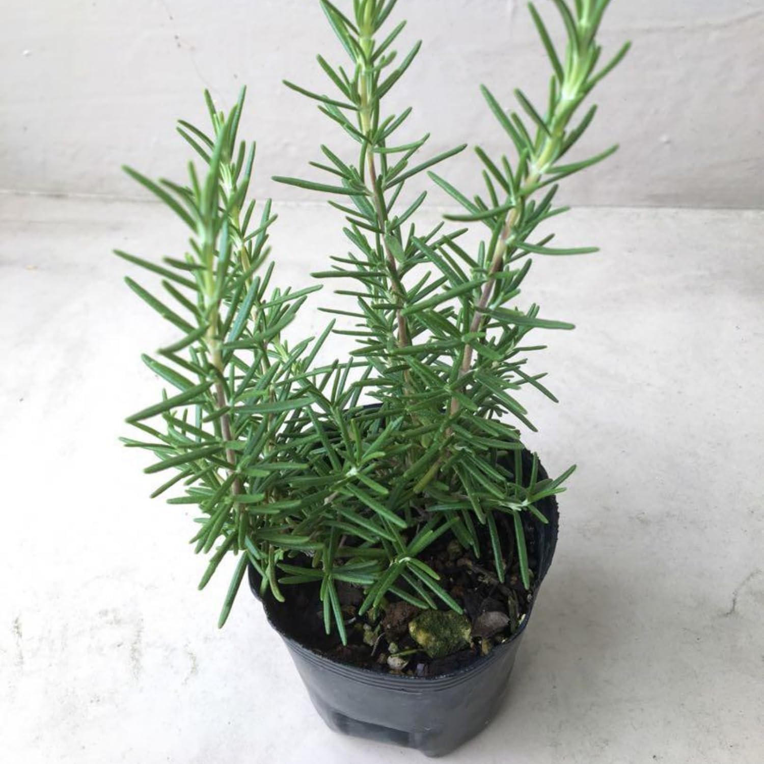 Amazon.com : 2 Rosemary Plants Live, Rosemary Plant, Herb Plant, 4 Inc ...