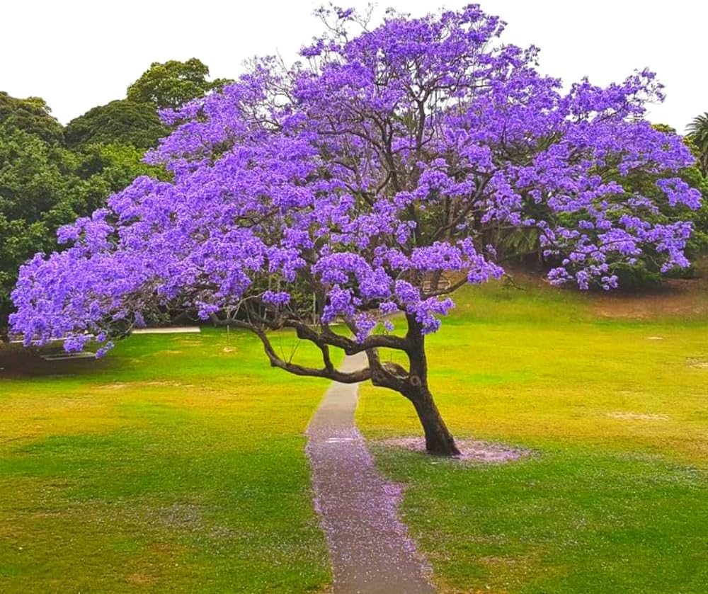 Amazon.com : 8-10" Blue Jacaranda Tree Live Plant Seedling Well Rooted ...