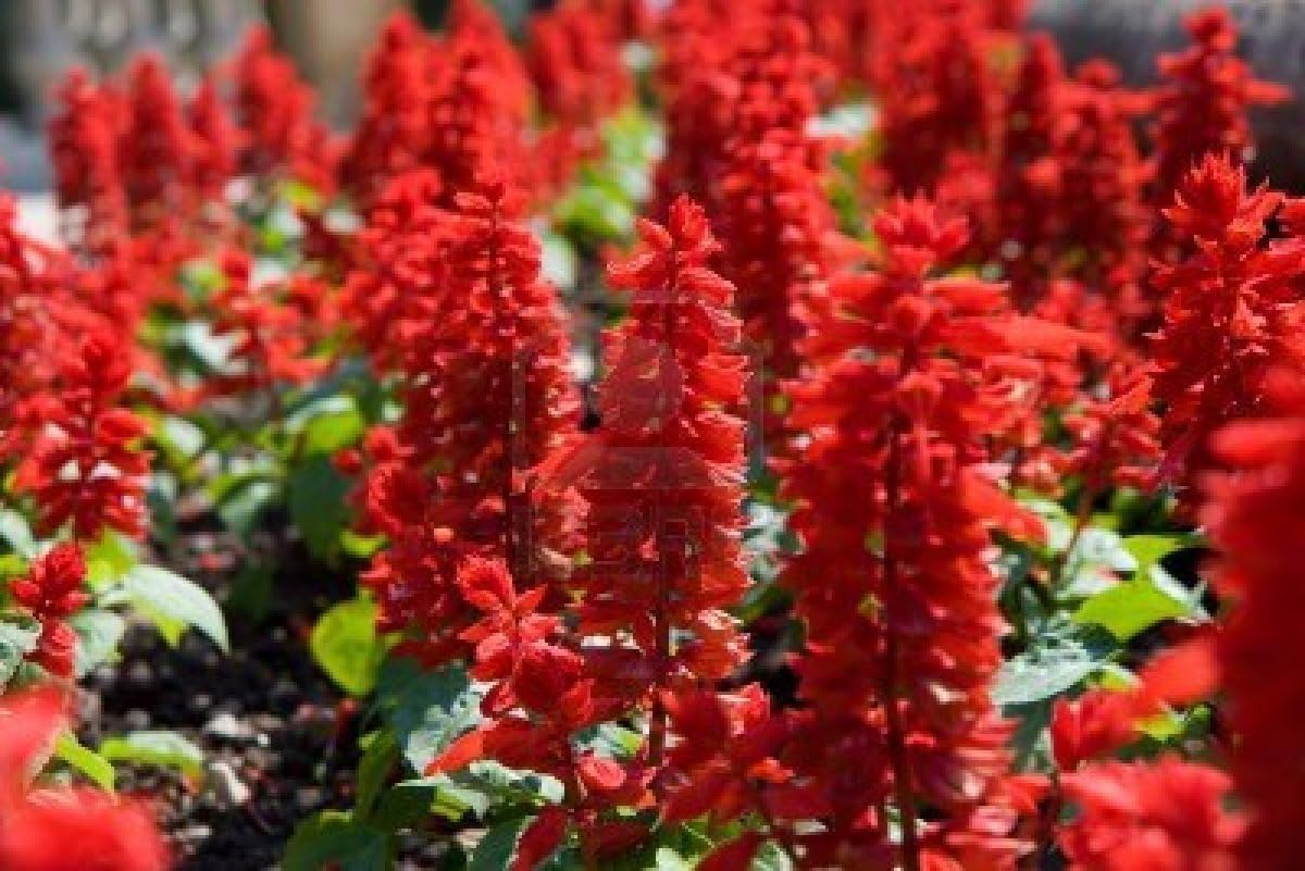 Amazon.com : 1,000+ Flower Seeds Scarlet Red Sage AKA Lady-In-Red ...