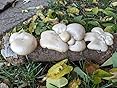 Amazon.com: 100 Shiitake 100 Mushroom Plug Spawn Edible Mycelium Plugs ...
