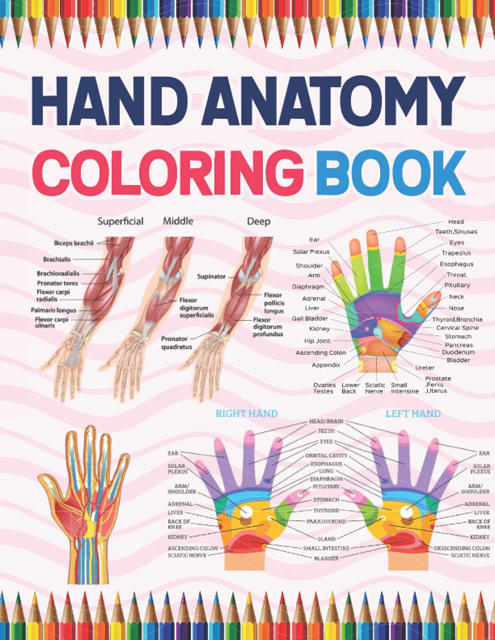 Buy Hand Anatomy Coloring Book: Hand Anatomy Coloring Book for kids ...