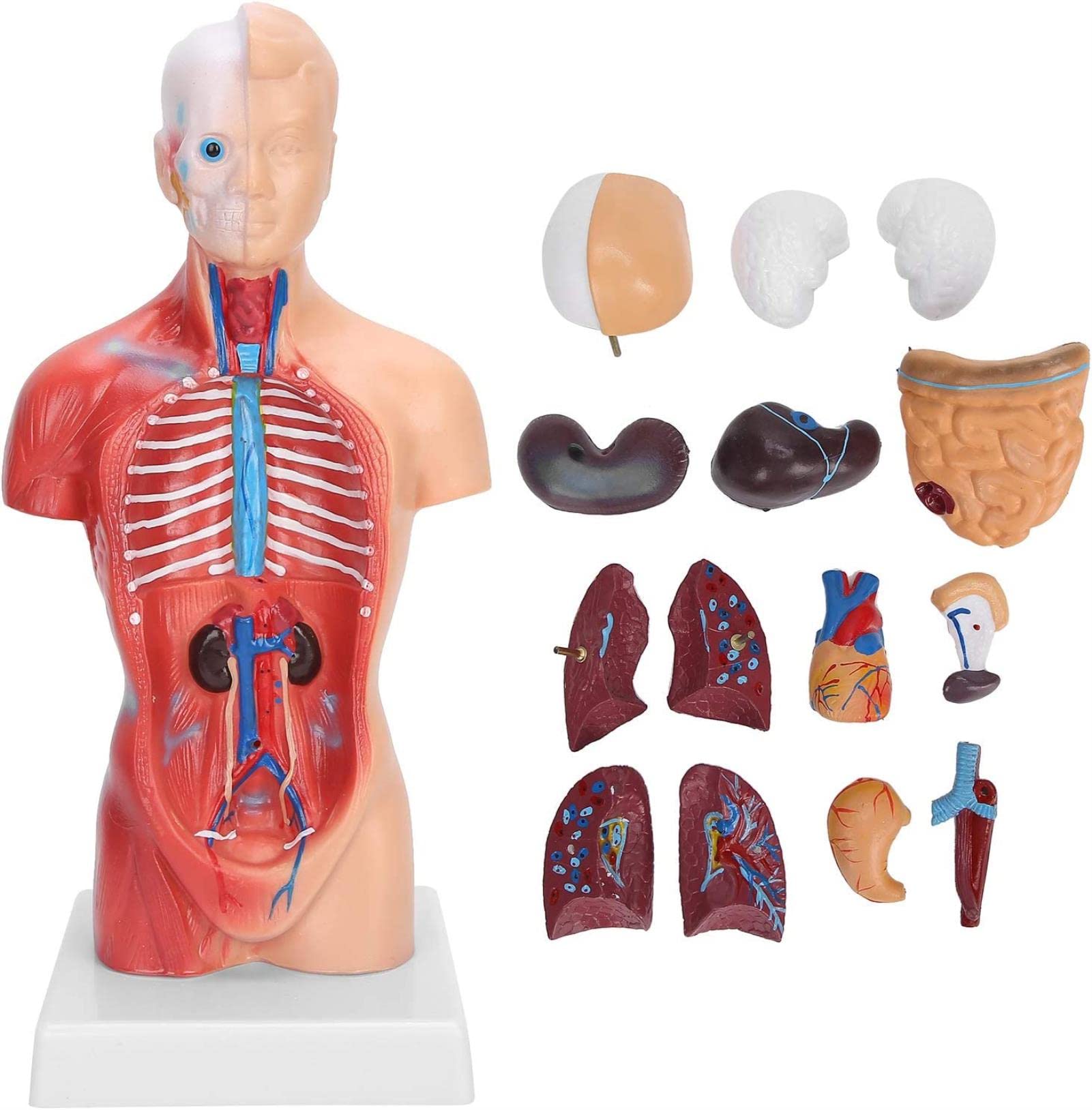 Buy Human Body Model for Kids, 15 Pcs Removable Human Torso Model for ...