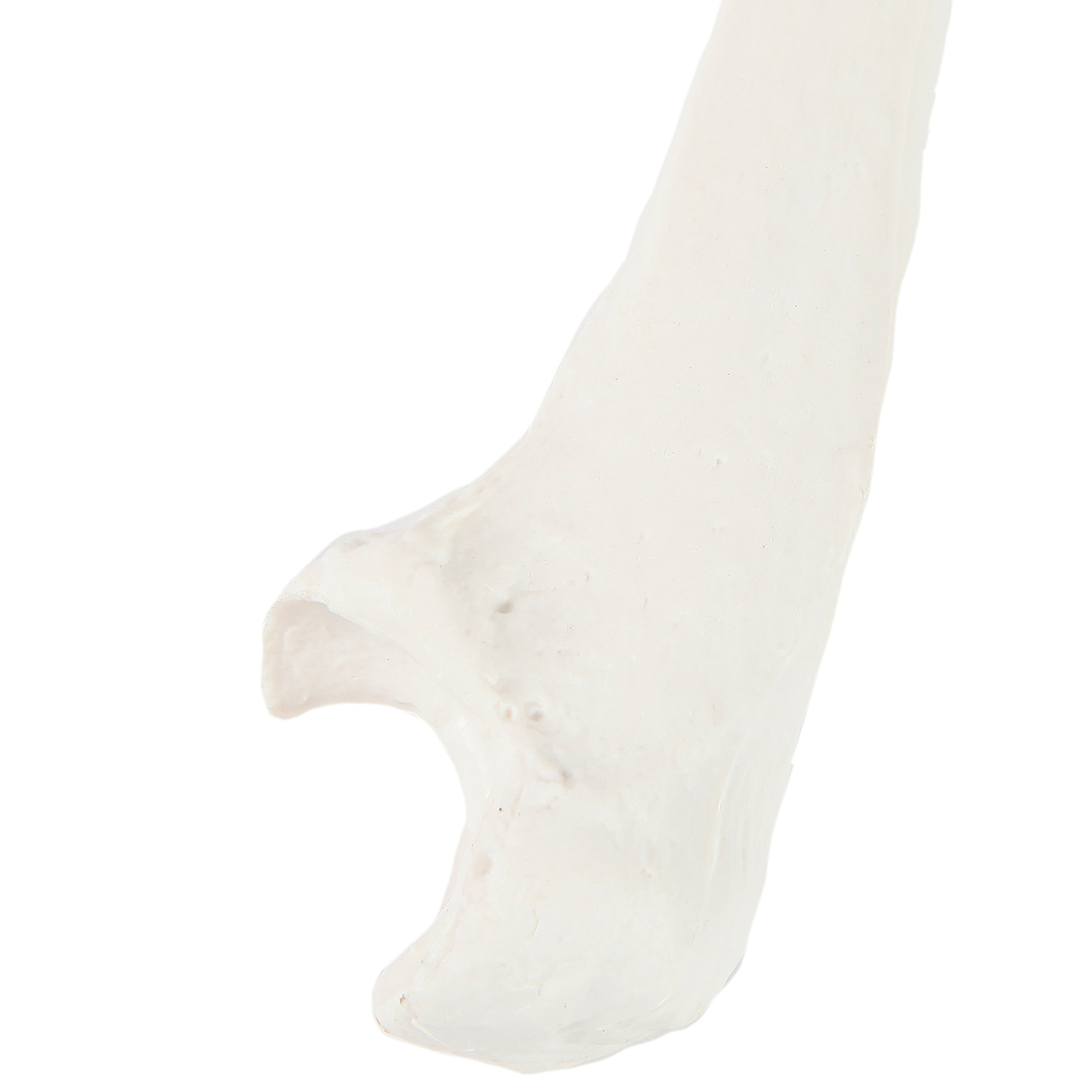 Clavicle Model Anatomically Correct Skeleton Axis Scientific Ulna Bone ...