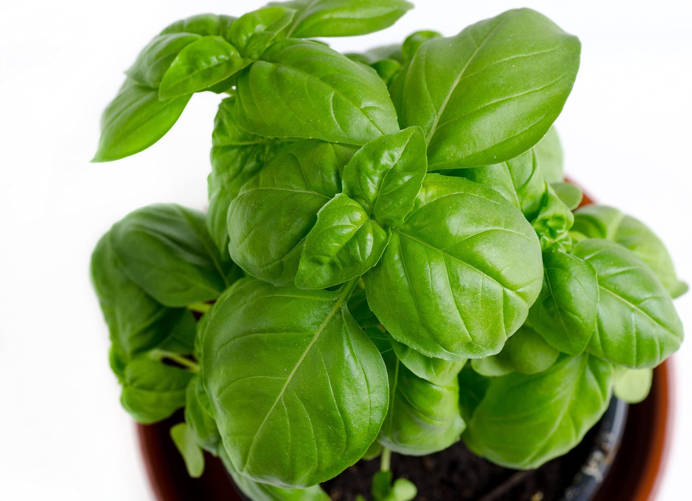 Amazon.com : TAJ Premium Indian Tukmaria Seed (Sweet Basil Seeds, Tulsi ...