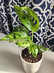Amazon.com : Swiss Cheese Plant - Monstera adansonii - Easy to Grow Old ...