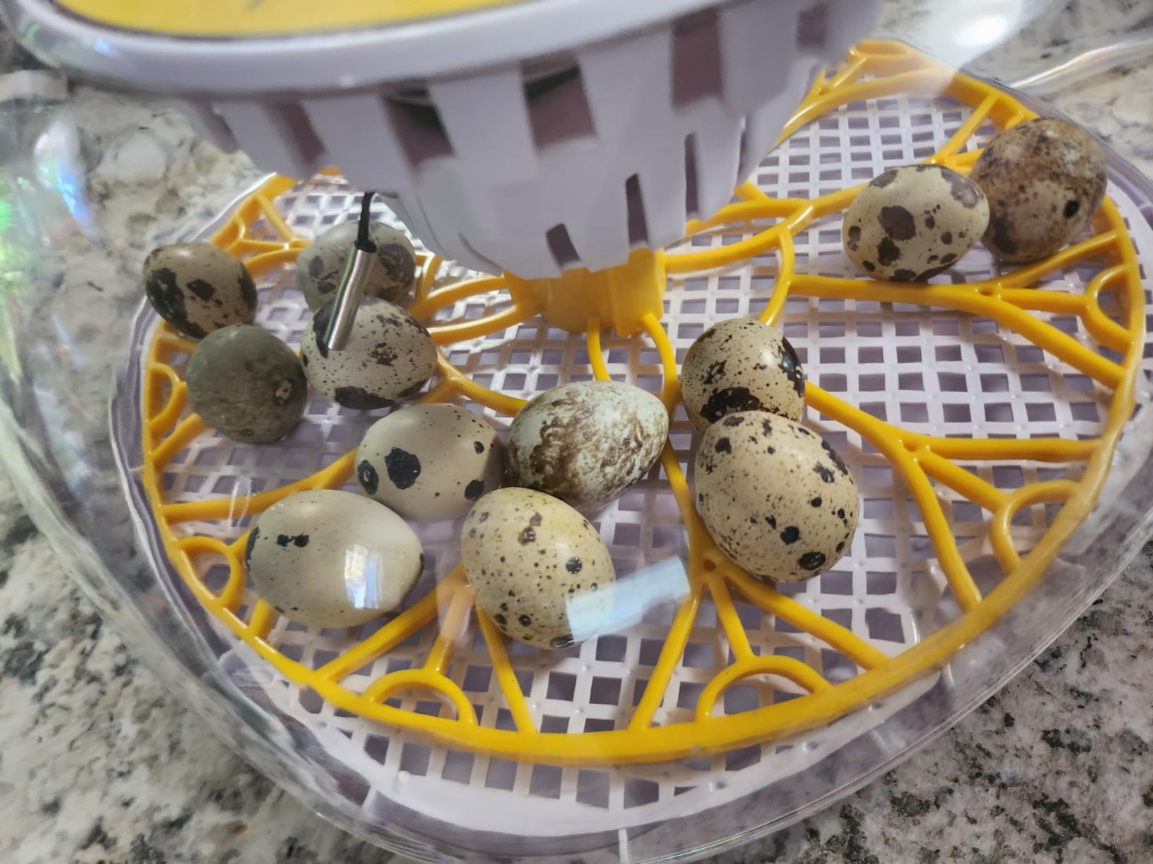 Amazon.com: Jumbo Coturnix Quail Eggs for Hatching - Fertile Hatchin ...