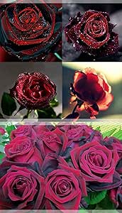 Amazon.com : SeedCoast True Blood Rose Seeds for Planting - Rare Bushes ...
