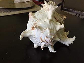 Amazon.com: Conch Shell Decor - Seashell Decor - 7-9" Large Murex ...