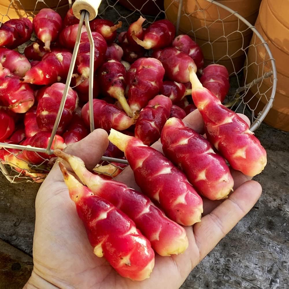 Oca 'Giggles' Gourmet Roots Oxalis tuberosa New Zealand Yam Tender ...