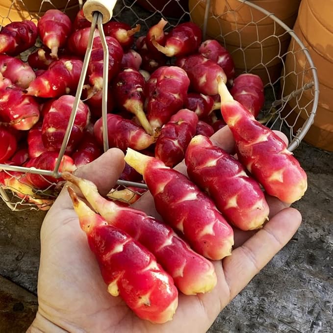Oca 'Giggles' Gourmet Roots Oxalis tuberosa New Zealand Yam Tender ...