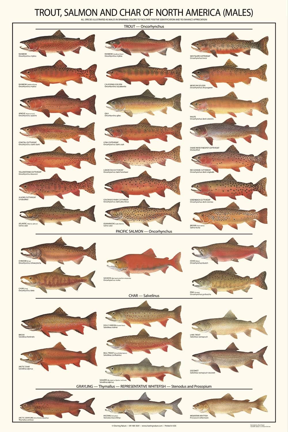 Amazon.com: Fish Poster Wall Art | Trout, Salmon and Char Fishing Guide ...