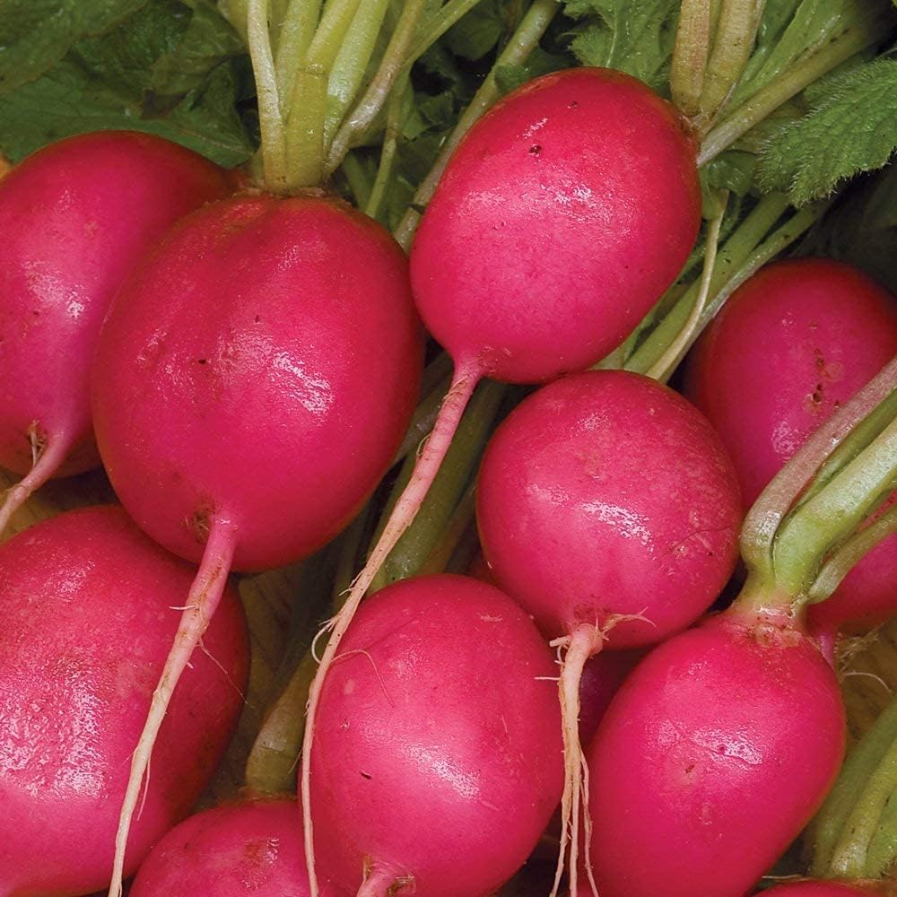 Amazon.com : 300 Crimson Giant Radish Seeds for Planting Heirloom Non ...