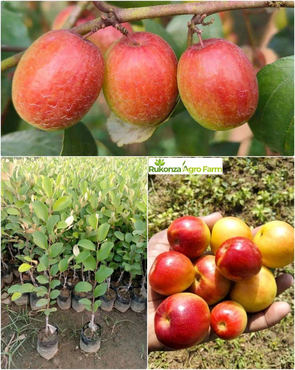 Rukonza Red Apple Ber Grafted Plant - Thailand Variety (Fruit After 1 ...